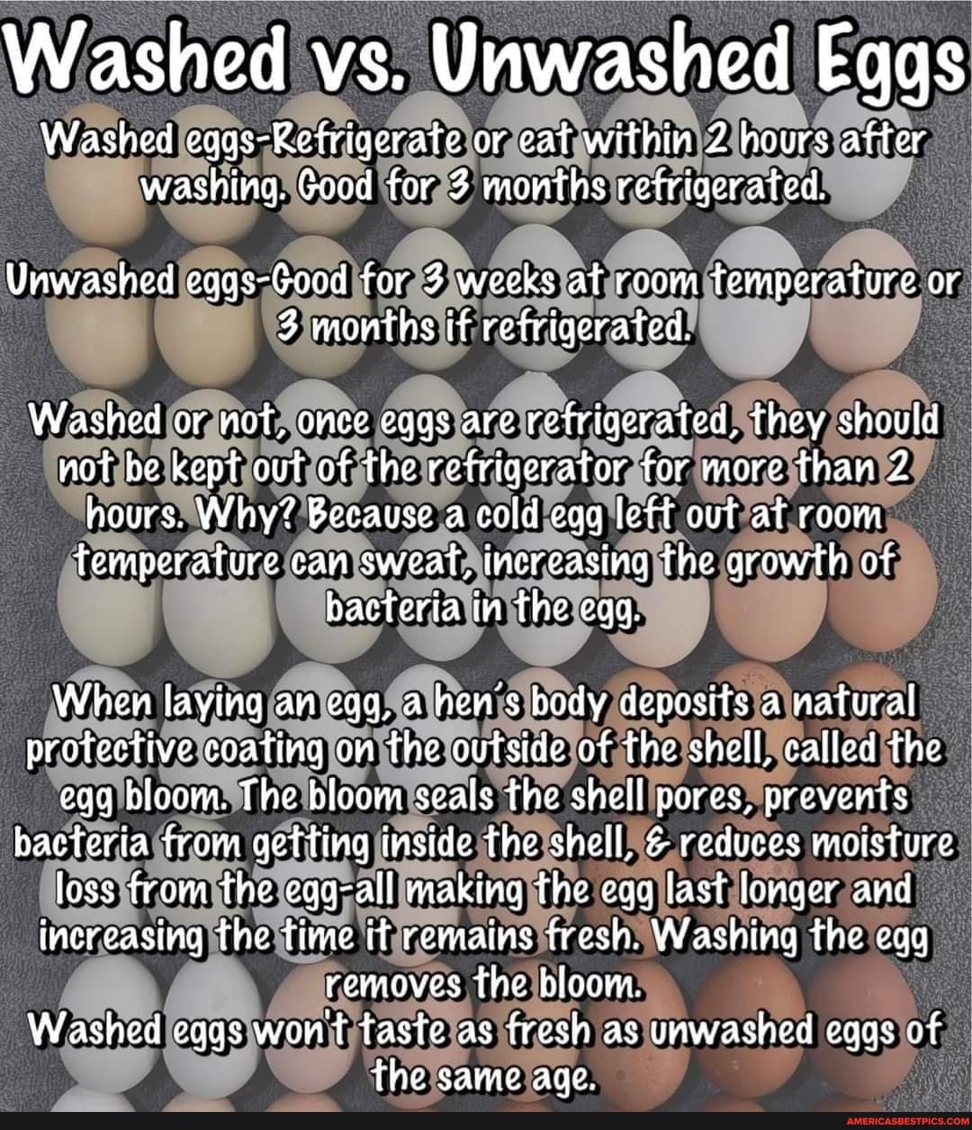 Washed vs. Unwashed Eggs Washed eqgs-Refrigerate or eat within 2 hours ...
