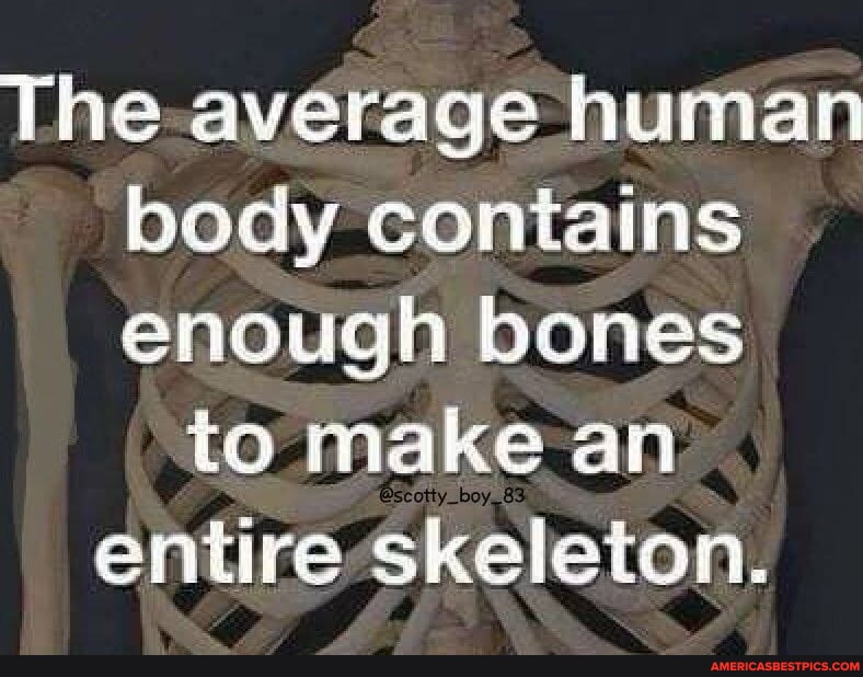 The average human body contains enough bones to make an entire skeleton ...