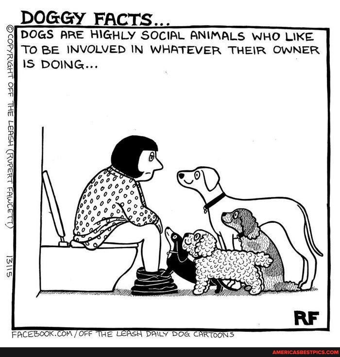 BOGGy FACTS... DOGS ARE HIGHLY SOCIAL ANIMALS WHO LIKE TO BE INVOLVED ...