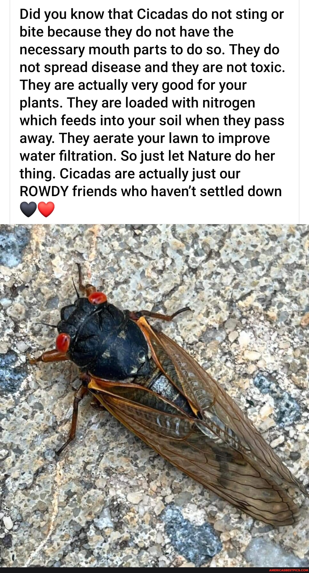 Did you know that Cicadas do not sting or bite because they do not have ...