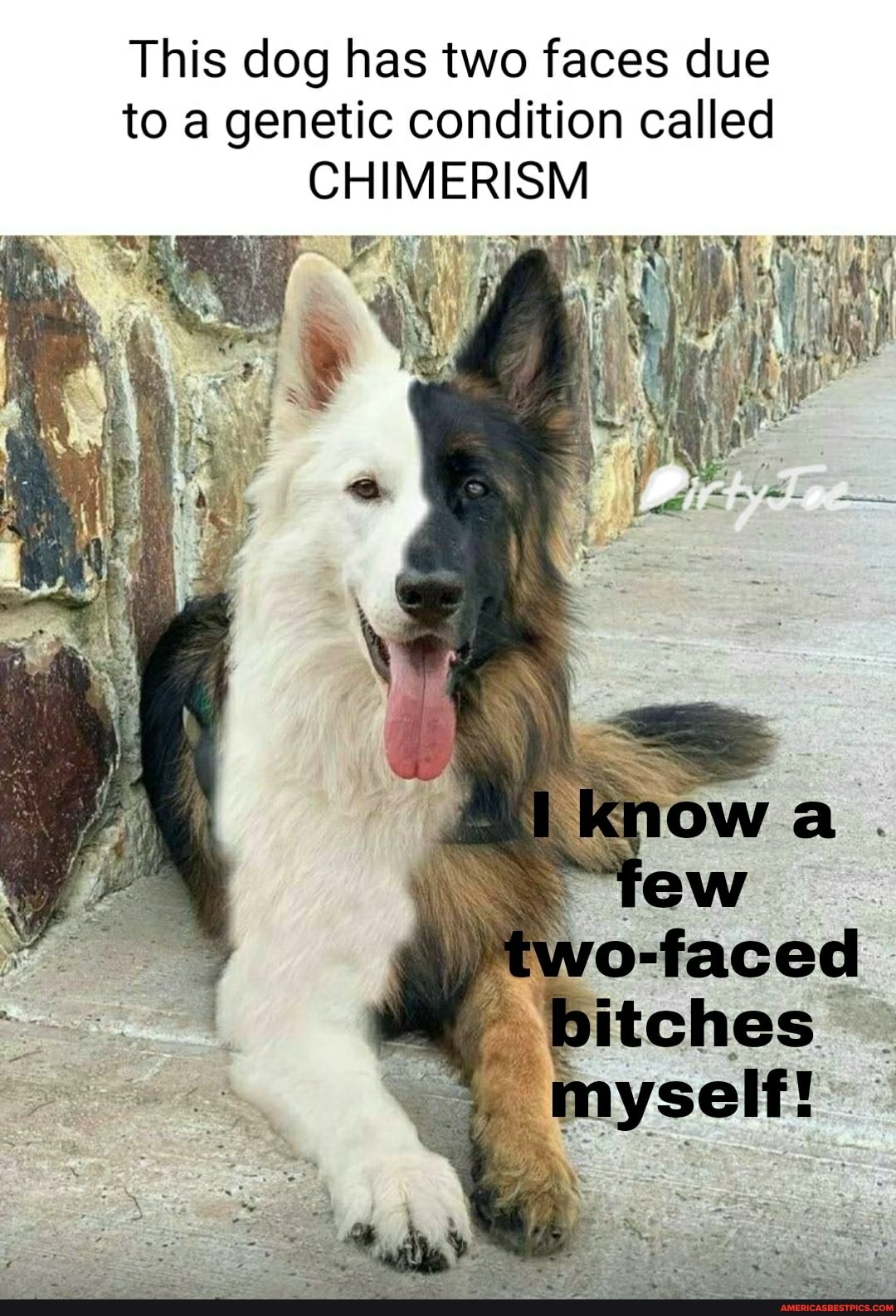 This dog has two faces due to a genetic condition called CHIMERISM Ne ...