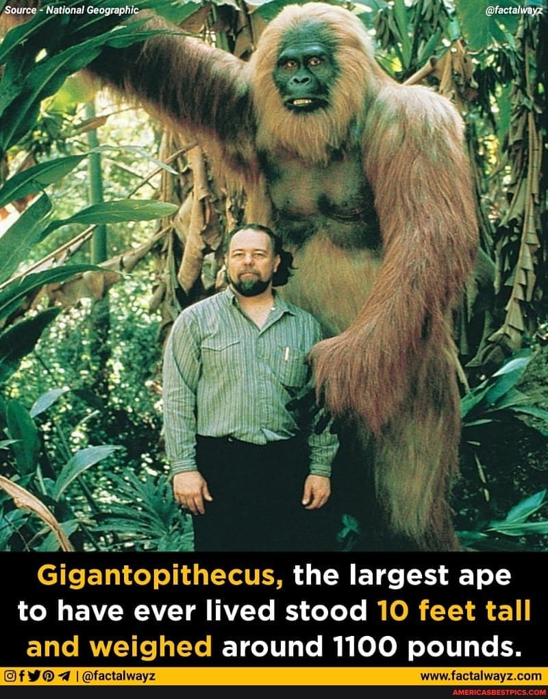 'ats Gigantopithecus, the largest ape to have ever lived stood 10 feet tall and weighed around ...