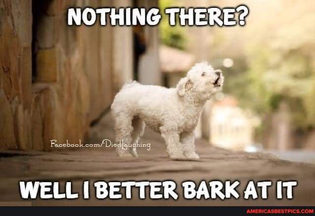 This must be part of the K9 DNA 🙄 - NOTHING THERE? WELL RETTER BARK AT ...