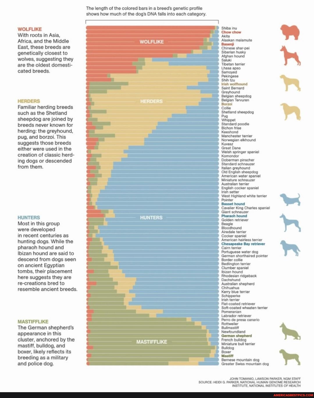 IS YOUR DOG MORE WOLF LIKE, MASTIFF (LIKE), HUNTER OR HERDER? - Dogs ...