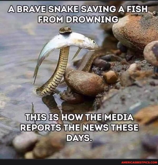 & BRAVE SHAKE SAVING A FISH FROM DROWHING THIS IS HOW THE MEDIA REPORTS ...