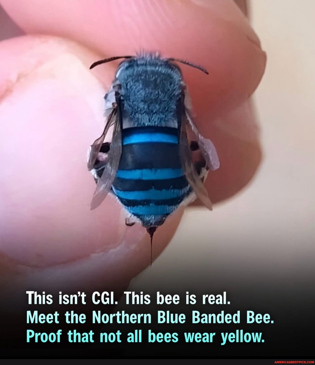 This isn't CGI. This bee is real. Meet the Northern Blue Banded Bee ...