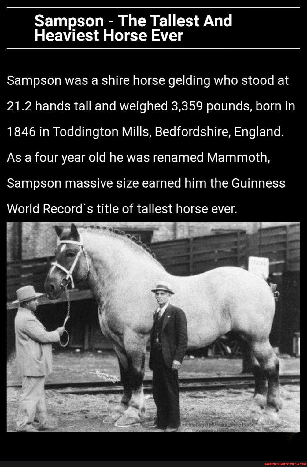 Sampson - The Tallest And Heaviest Horse Ever Sampson was a shire horse ...