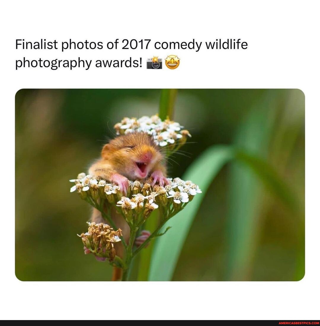 What's your favourite? 1st pic @andrea_zampatti_wildlights 2nd pic ...