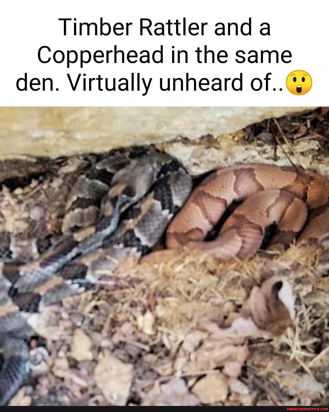 Timber Rattler and a Copperhead in the same den. Virtually unheard of ...