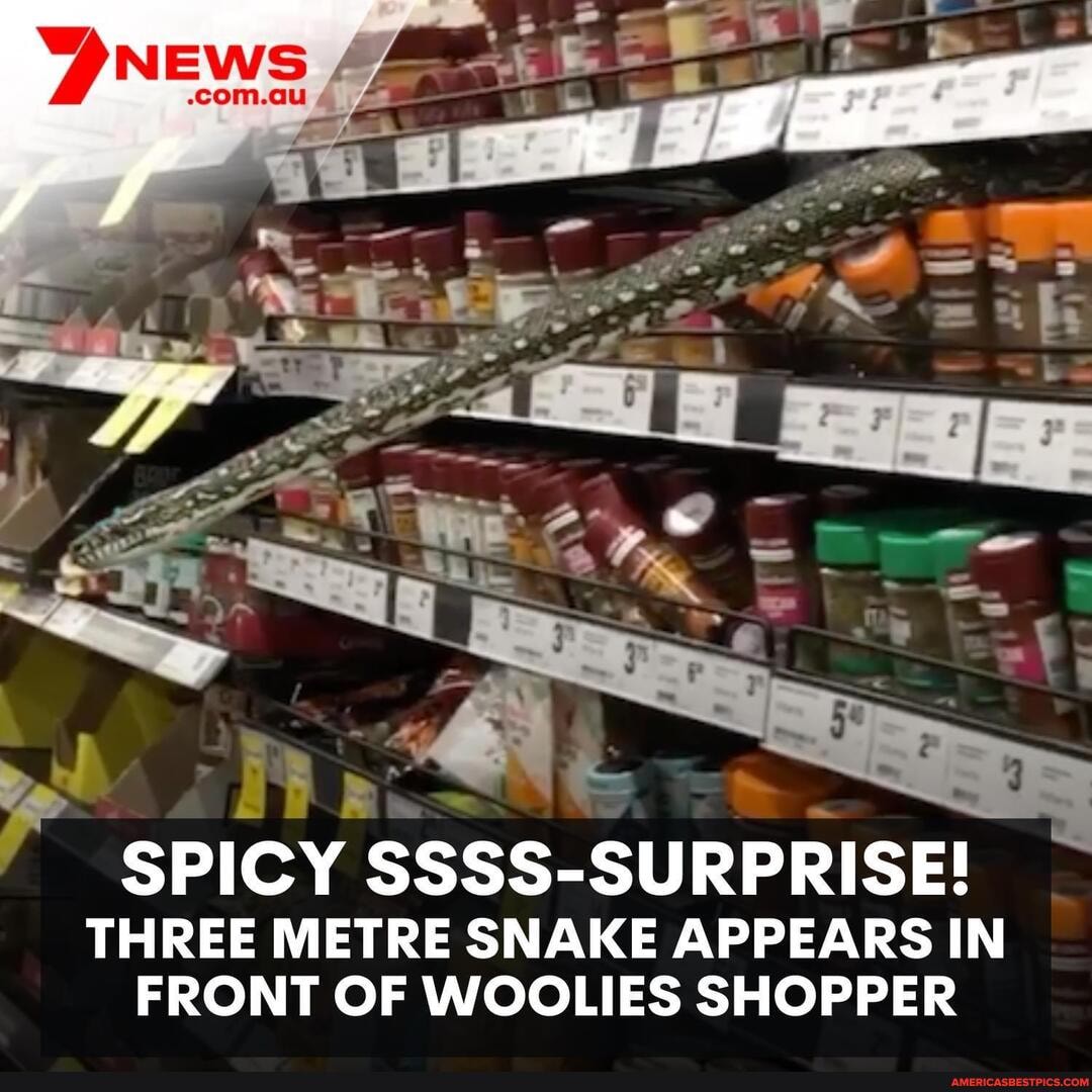 Living in Australia like - SPICY SSSS- SURPRISE! THREE METRE SNAKE ...