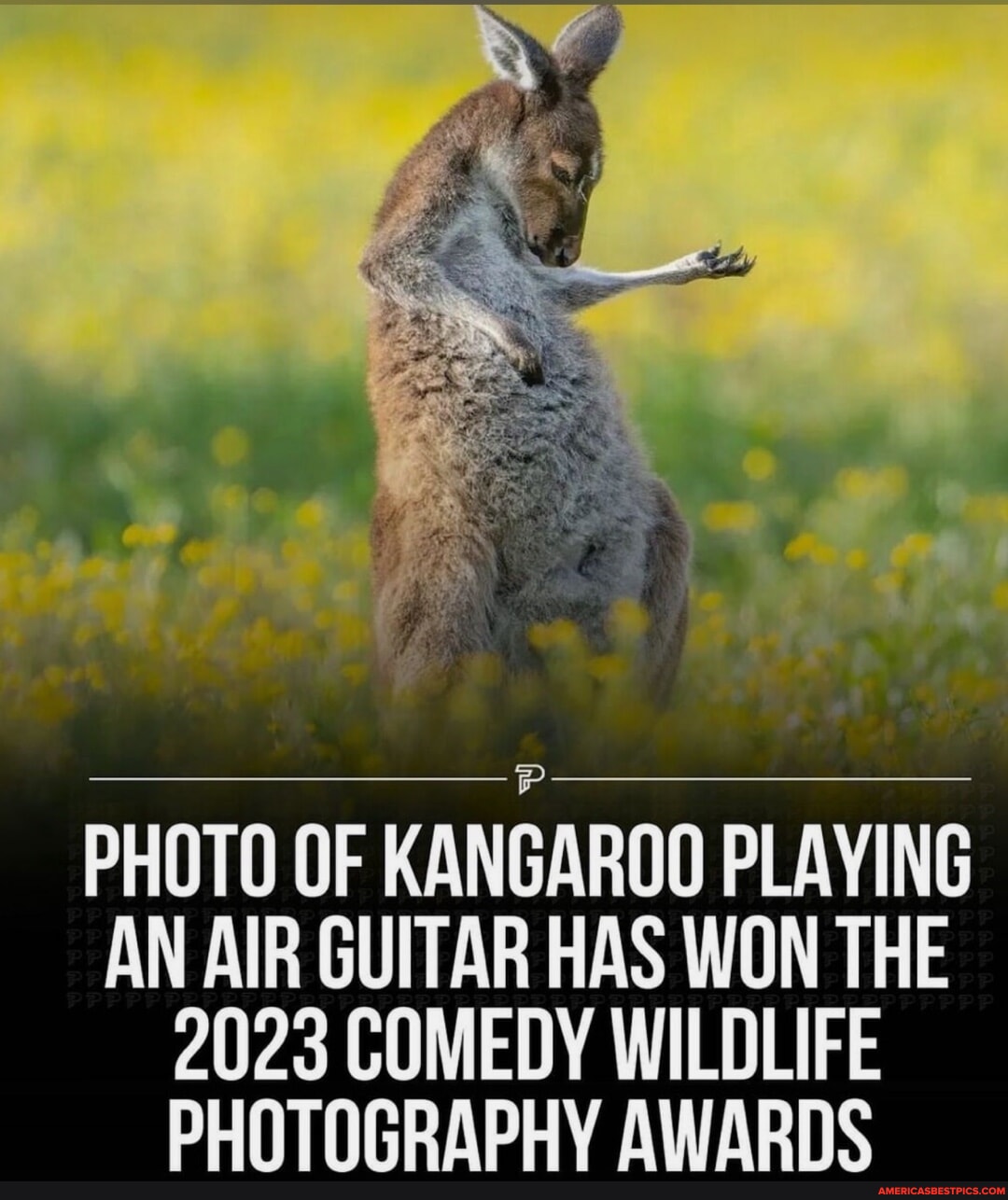 PHOTO OF KANGAROO PLAYING AN AIR GUITAR HAS WON THE 2023 COMEDY ...