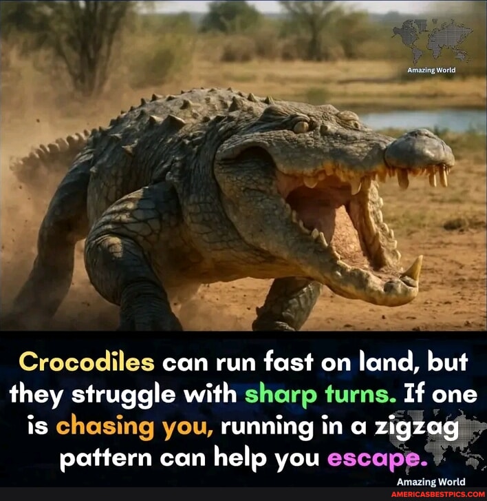 Crocodiles can run fast on land, but they struggle with sharp turns. If ...