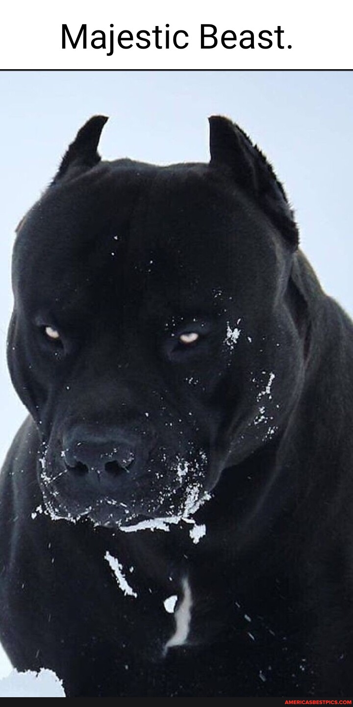 Majestic Beast. - America’s best pics and videos
